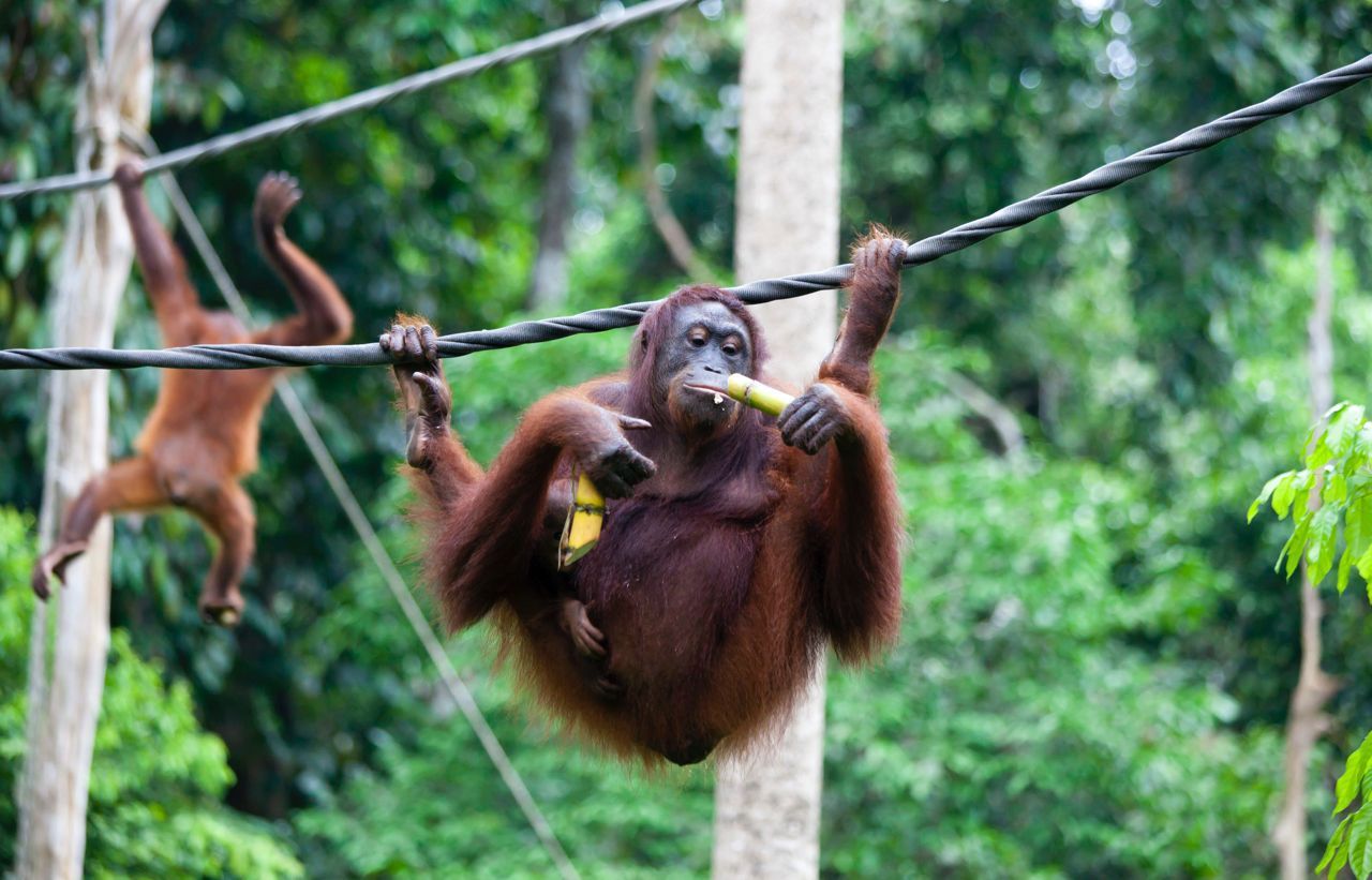 #SeeEatFood Trail Fun Map & ‘Hidden Gem’ Di Sandakan, Sabah Satu ...