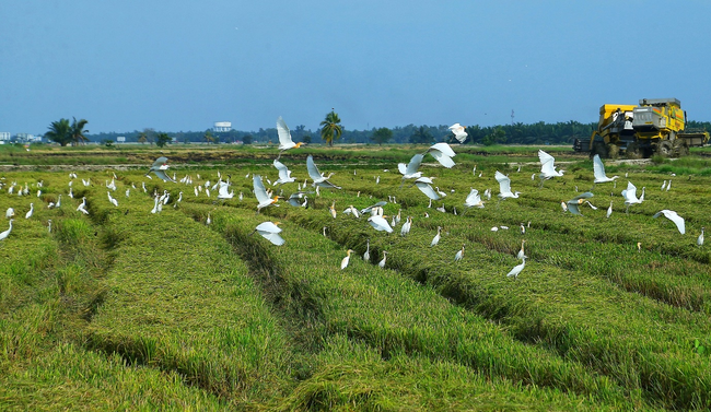 Harga Lantai Belian Padi RM1,500 Per Tan Metrik, Harga Beras Putih Tempatan Kekal RM2.60 Sekilogram